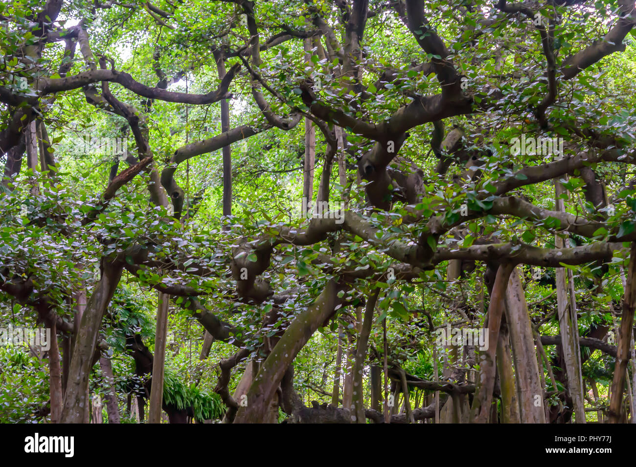Amazing Banyan Tree canopy at misty autumn morning with sunbeams ...