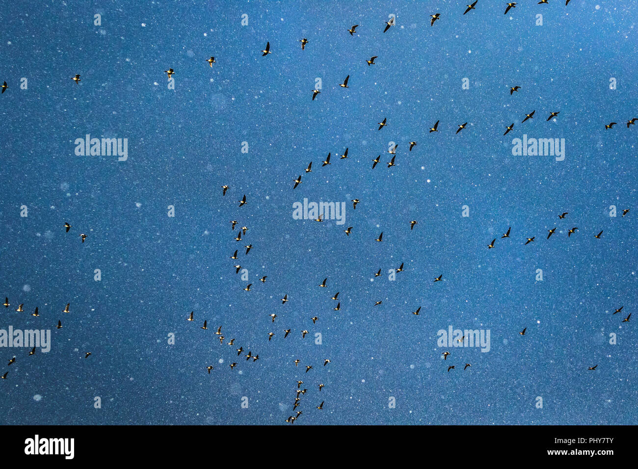 A flock of pink-footed geese migrating in a snow storm in Fife ...