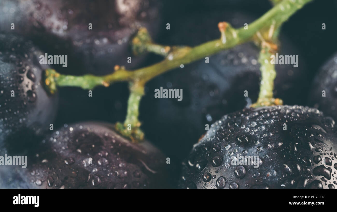 Extreme close up view of ripe dark grape with water drops. Beautiful ...