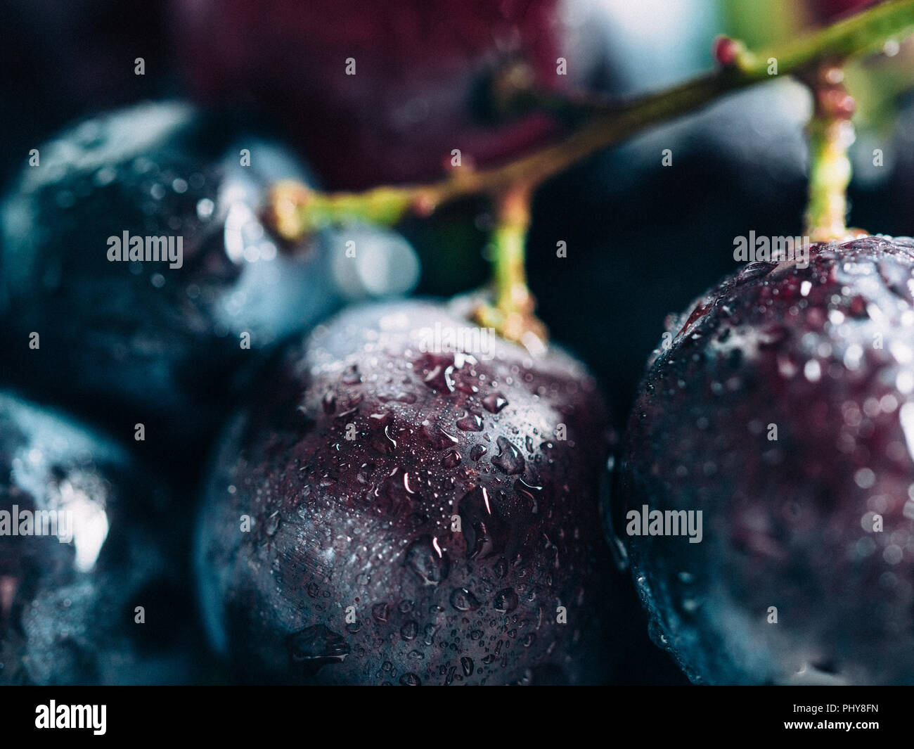 Extreme close up view of ripe dark grape with water drops. Beautiful ...