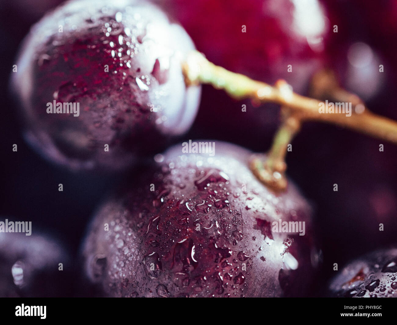 Extreme close up view of ripe red grape with water drops. Beautiful ...