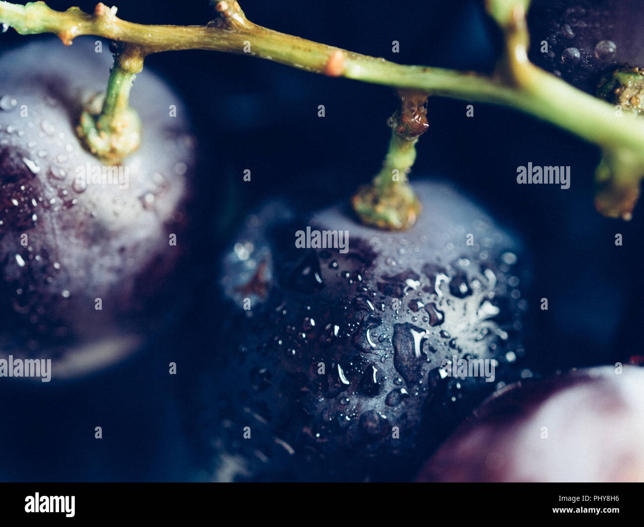 Extreme close up view of ripe dark grape with water drops. Beautiful ...