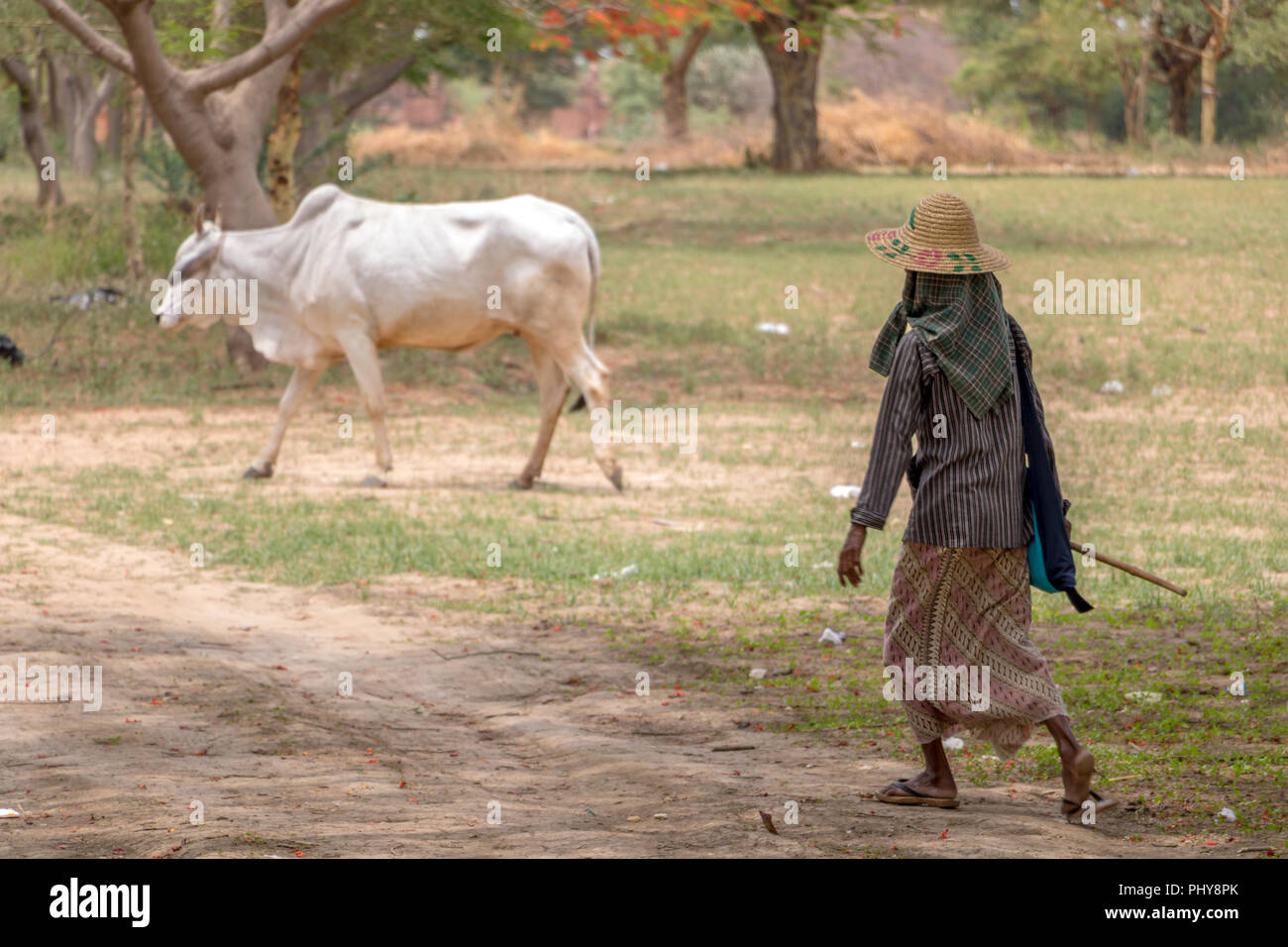 Cattle grazing in the Burmese countryside. A woman leads a cow to a ...