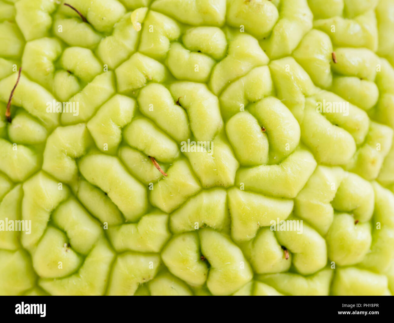 Maclura fruit texture. Extreme close up view peel of maclura pomifera ...