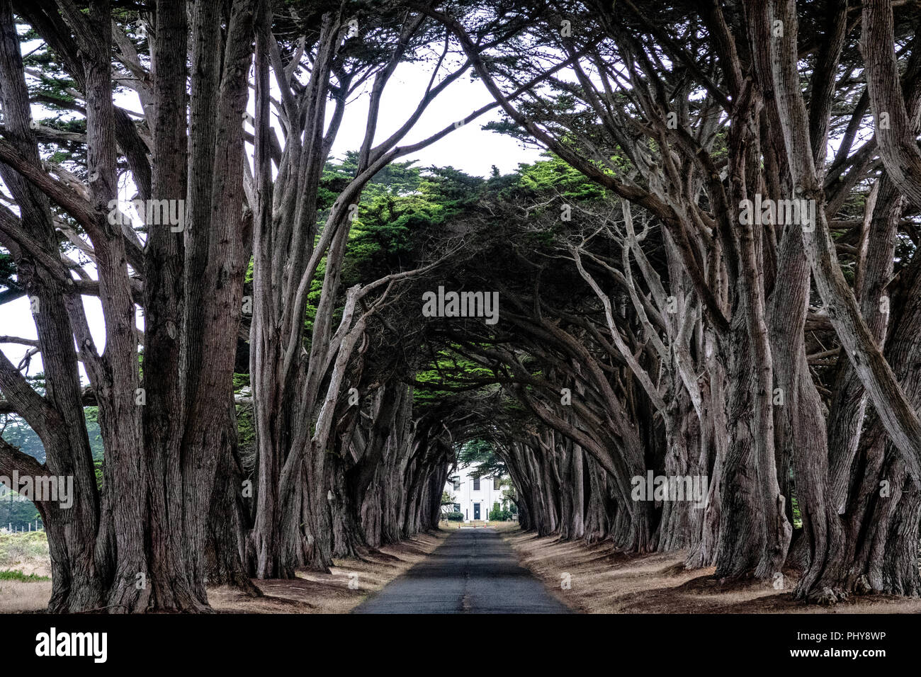 A cypress tree tunnel lines the drive to the historic RCA radio station ...