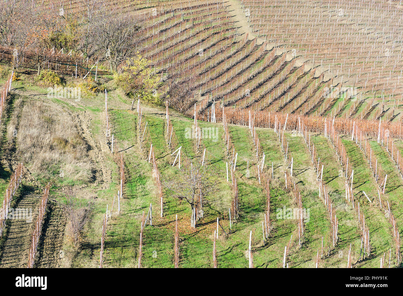 Scenic view of the freshly harvested grape fields in autumn in Barolo ...