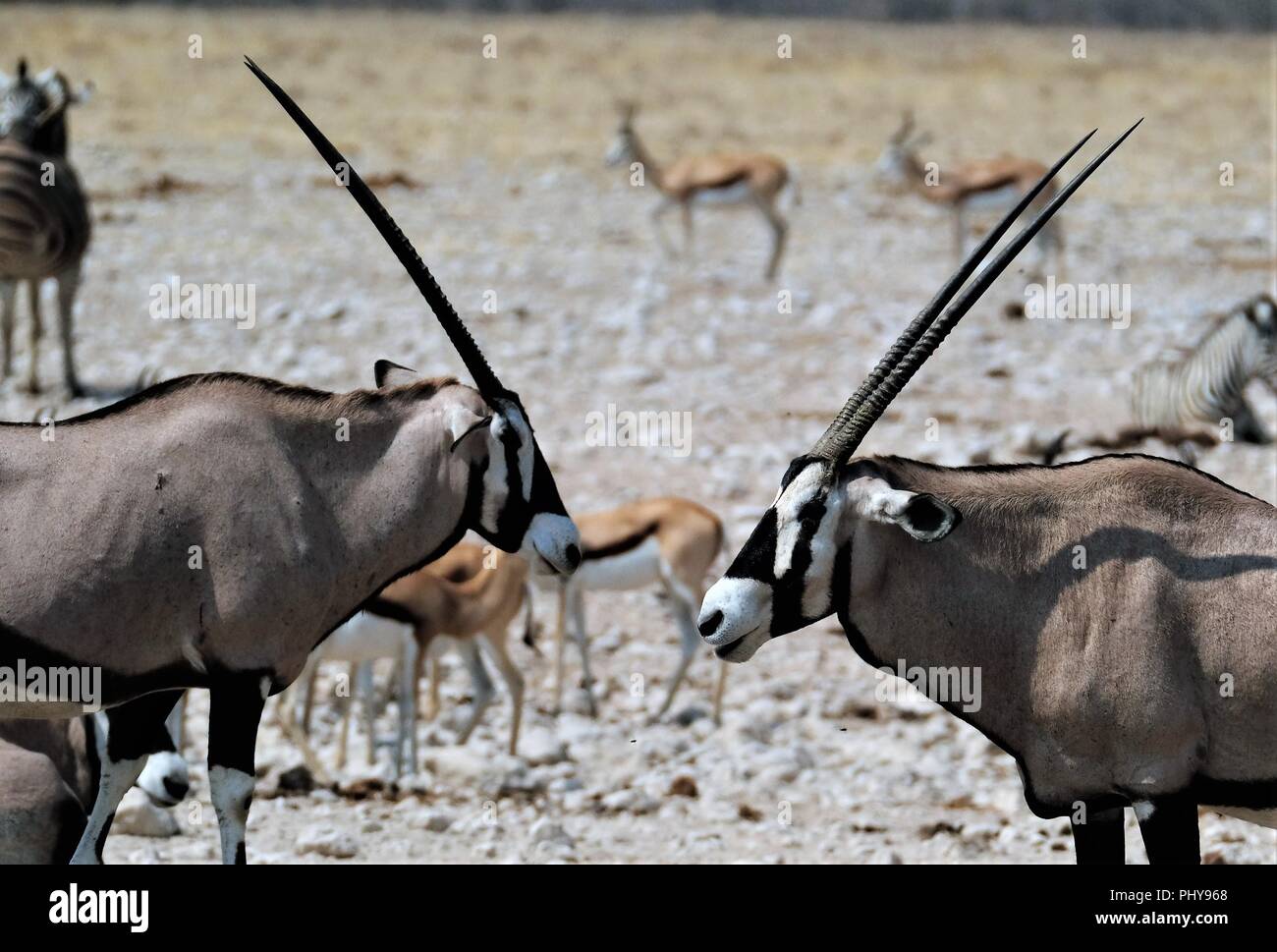 Orex Etosha Stock Photo - Alamy