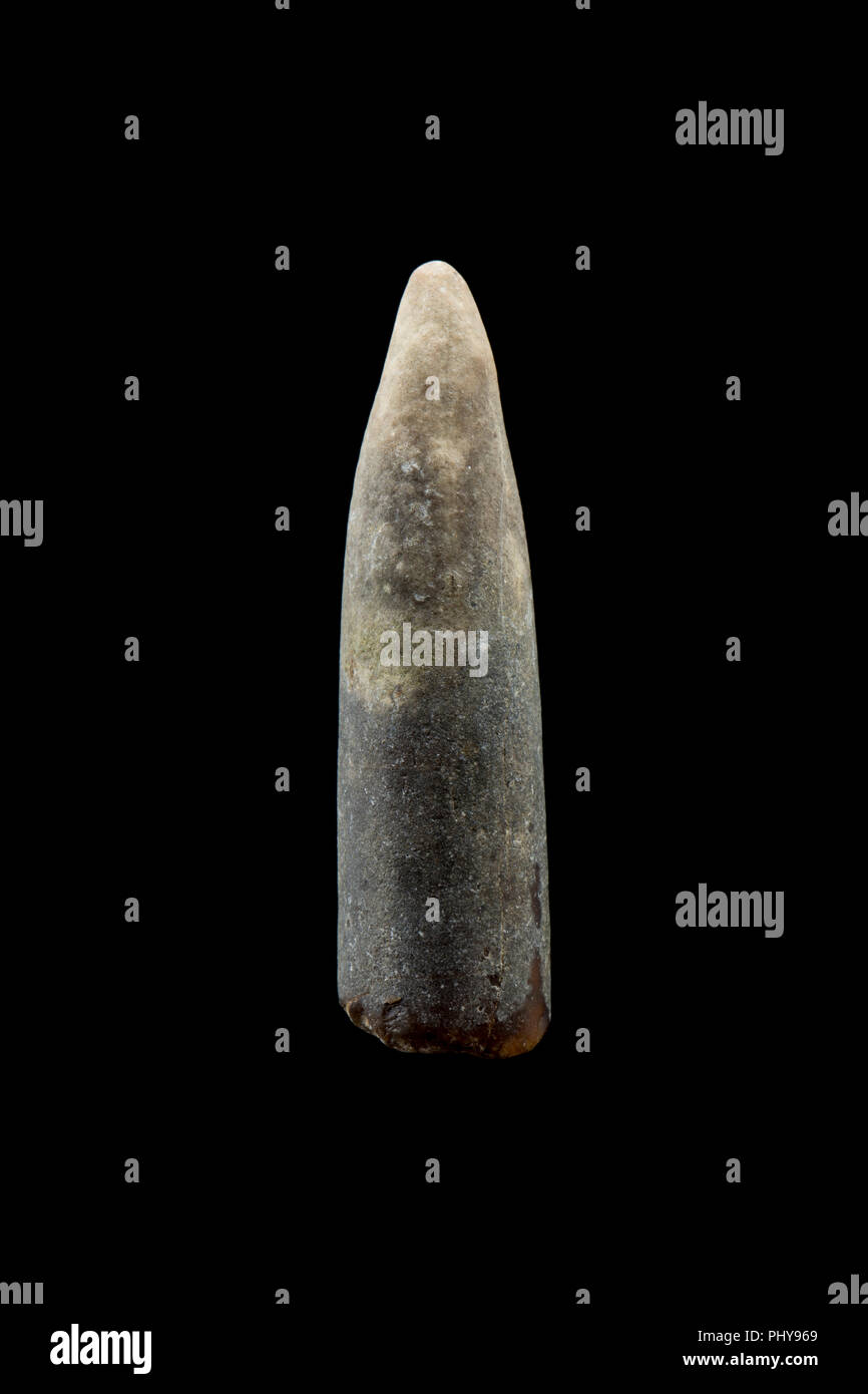 Belemnite on black hi-res stock photography and images - Alamy