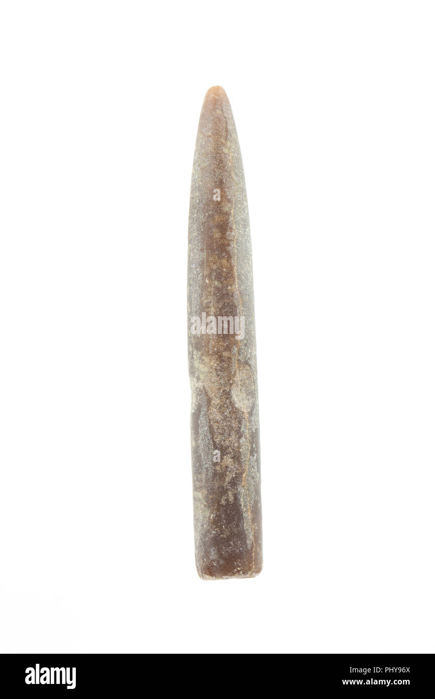 Belemnite guard hi-res stock photography and images - Alamy