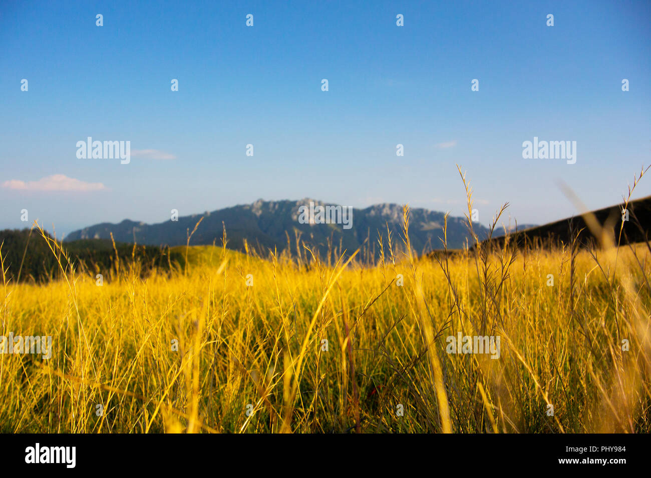 Alpine golden chain hi-res stock photography and images - Alamy