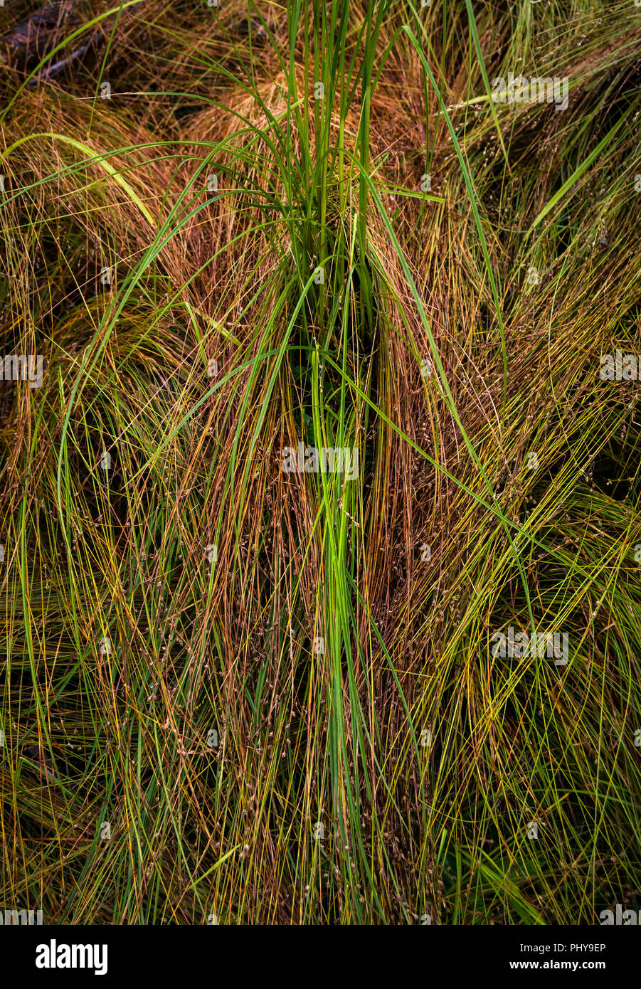 Pattern wild field grass hi-res stock photography and images - Alamy