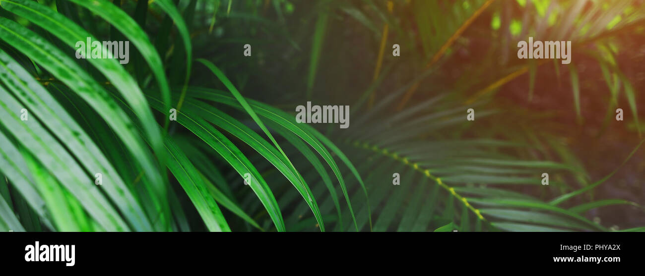 Website header and banner of tropical palm leaves and sunshine Stock ...