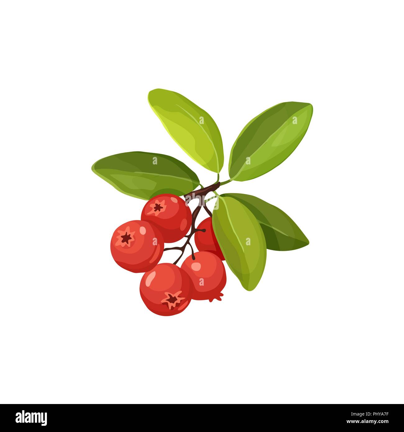 Closeup of cranberry Stock Vector Images - Alamy
