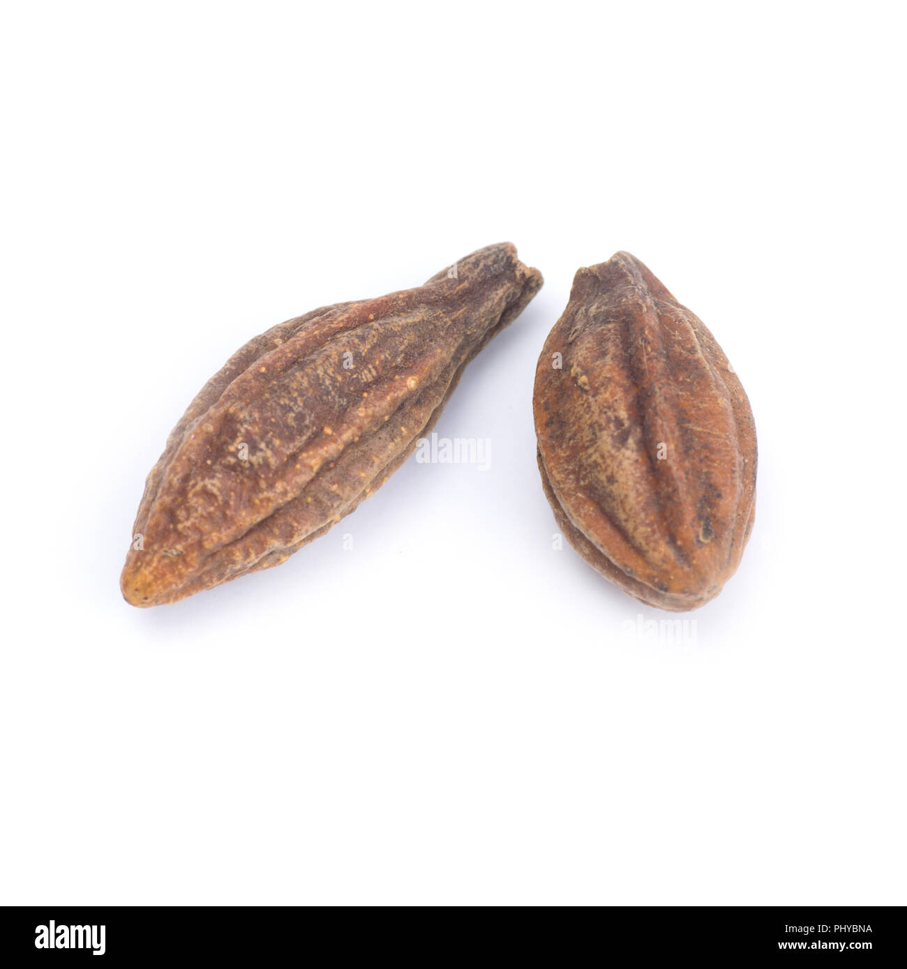 Terminalia Arjuna Herb