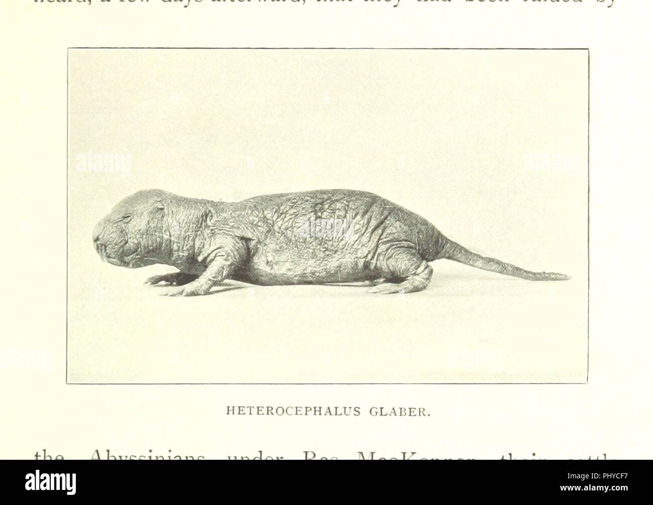 Image from page 45 of 'Through Unknown African Countries. The first ...