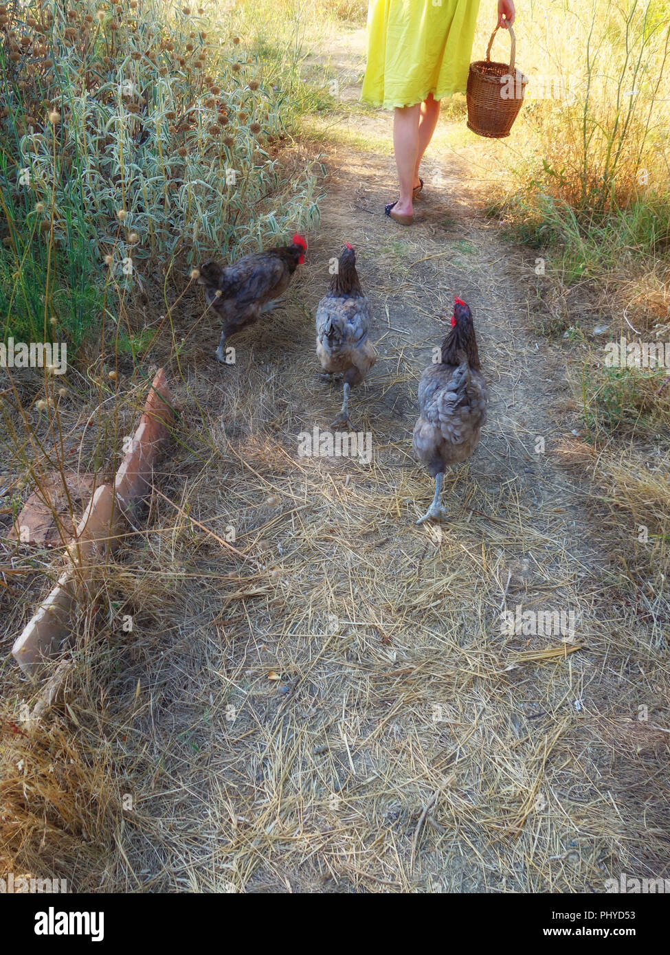 House chicken legs hi-res stock photography and images - Alamy