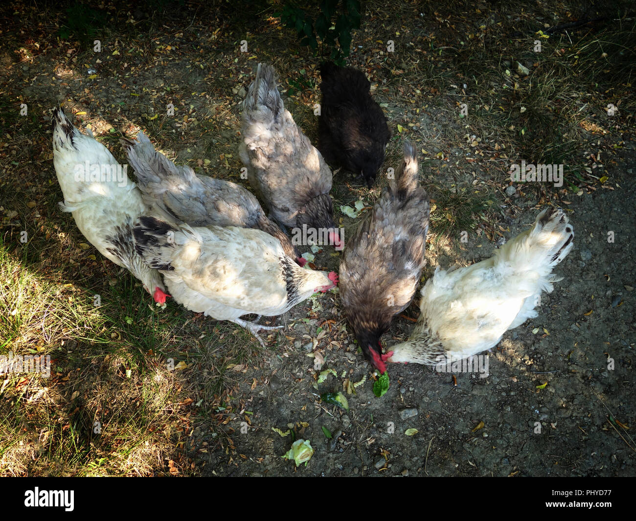 Chicken coup and run land at a private french house and garden, in ...