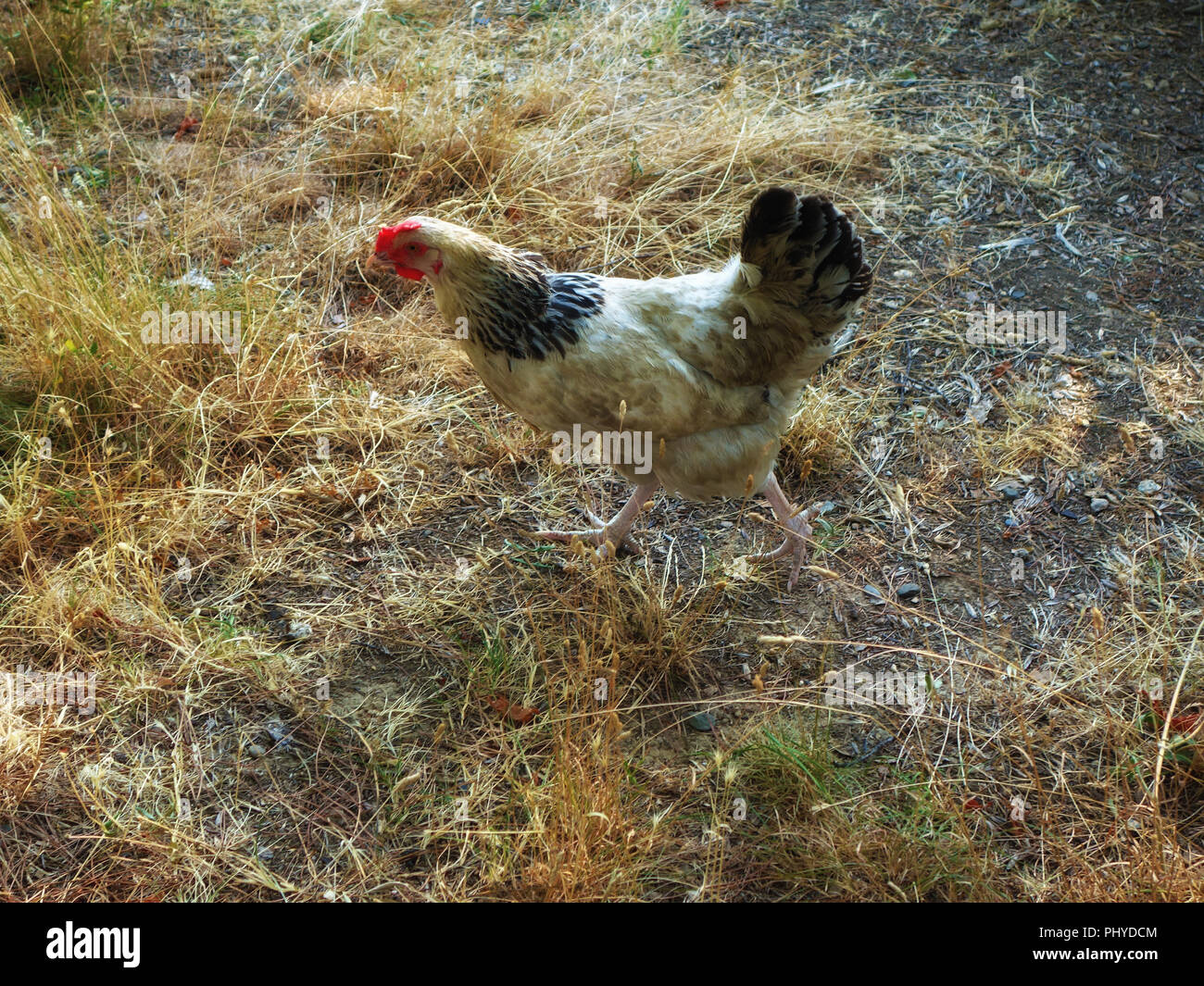 Chicken coup garden hi-res stock photography and images - Alamy