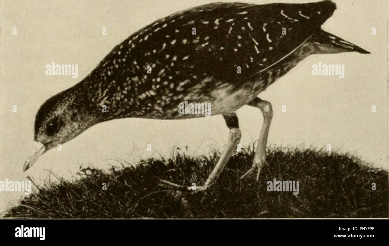 "The sportsman's British bird book" (1908 Stock Photo - Alamy