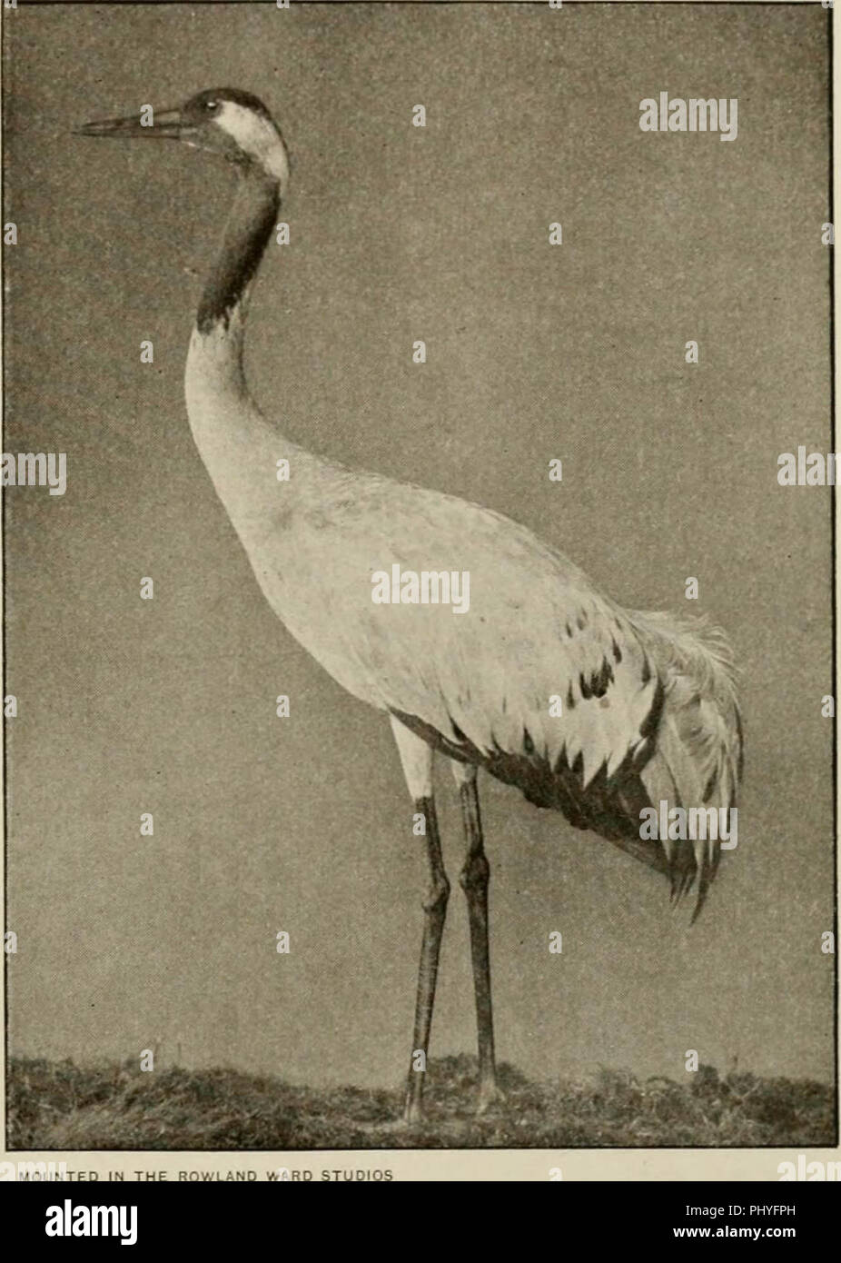 "The sportsman's British bird book" (1908 Stock Photo - Alamy