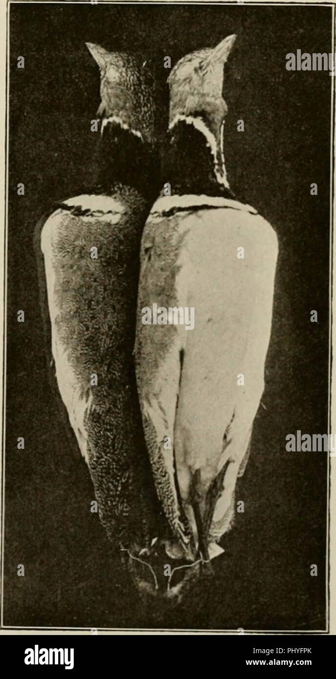 "The sportsman's British bird book" (1908 Stock Photo - Alamy