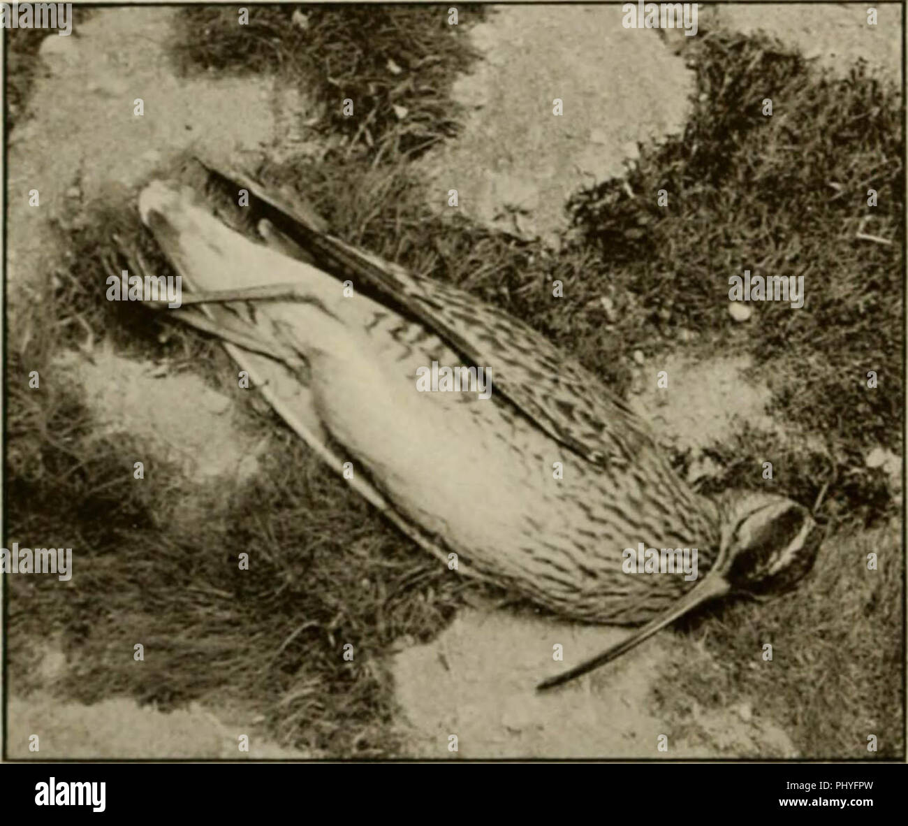 "The sportsman's British bird book" (1908 Stock Photo - Alamy