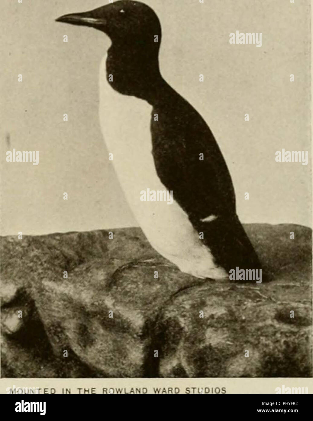 "The sportsman's British bird book" (1908 Stock Photo - Alamy