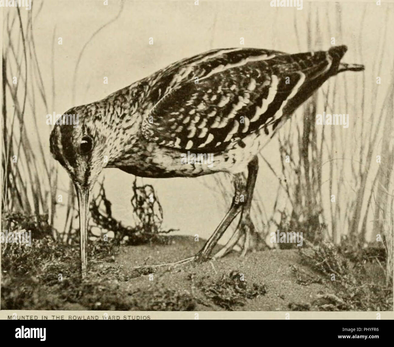 "The sportsman's British bird book" (1908 Stock Photo - Alamy
