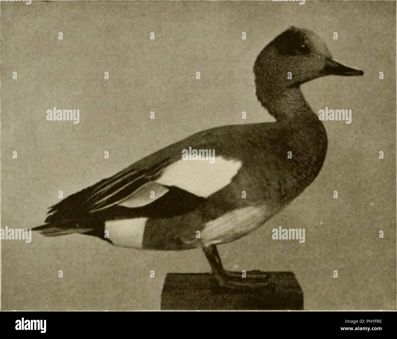 "The sportsman's British bird book" (1908 Stock Photo - Alamy