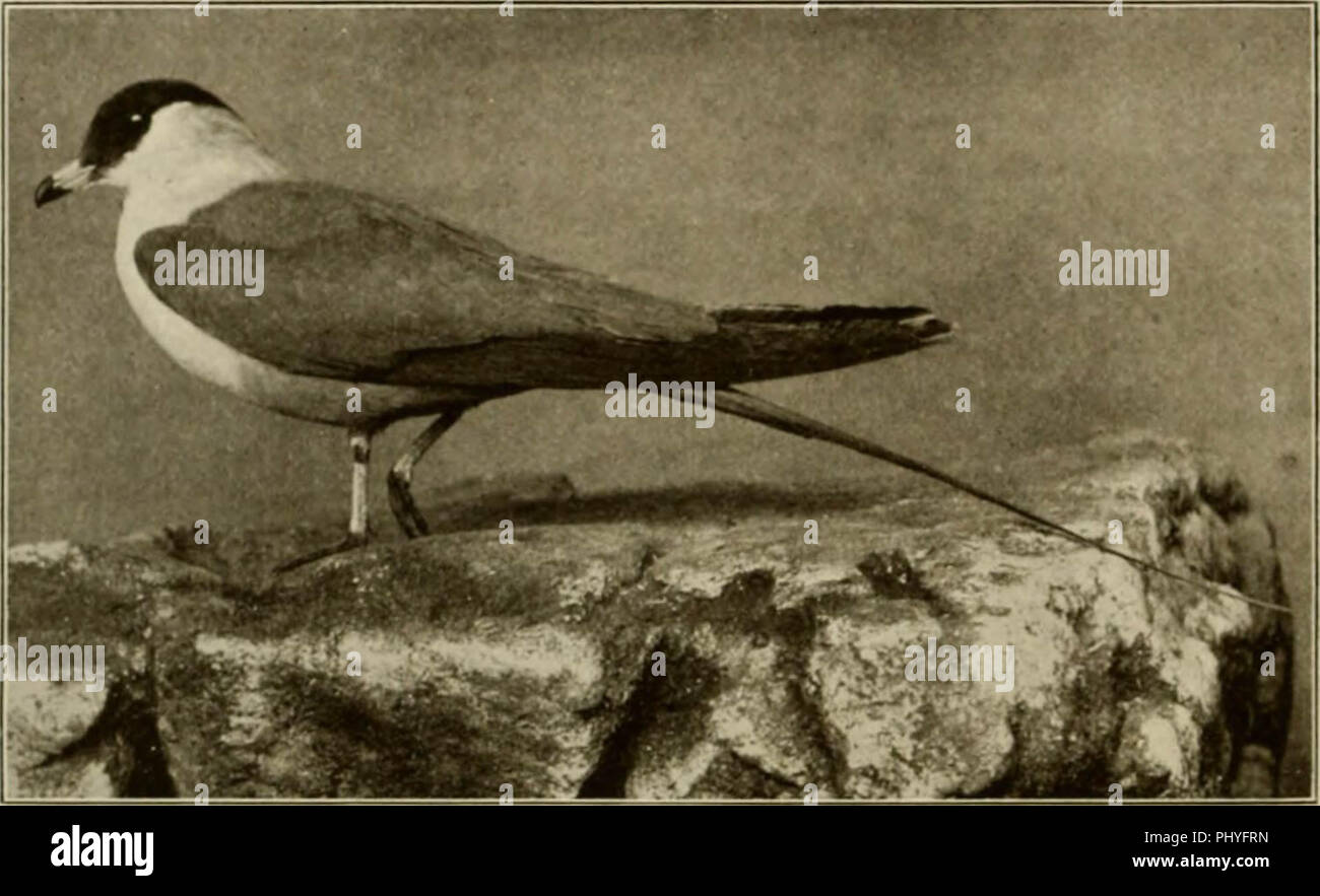 "The sportsman's British bird book" (1908 Stock Photo - Alamy