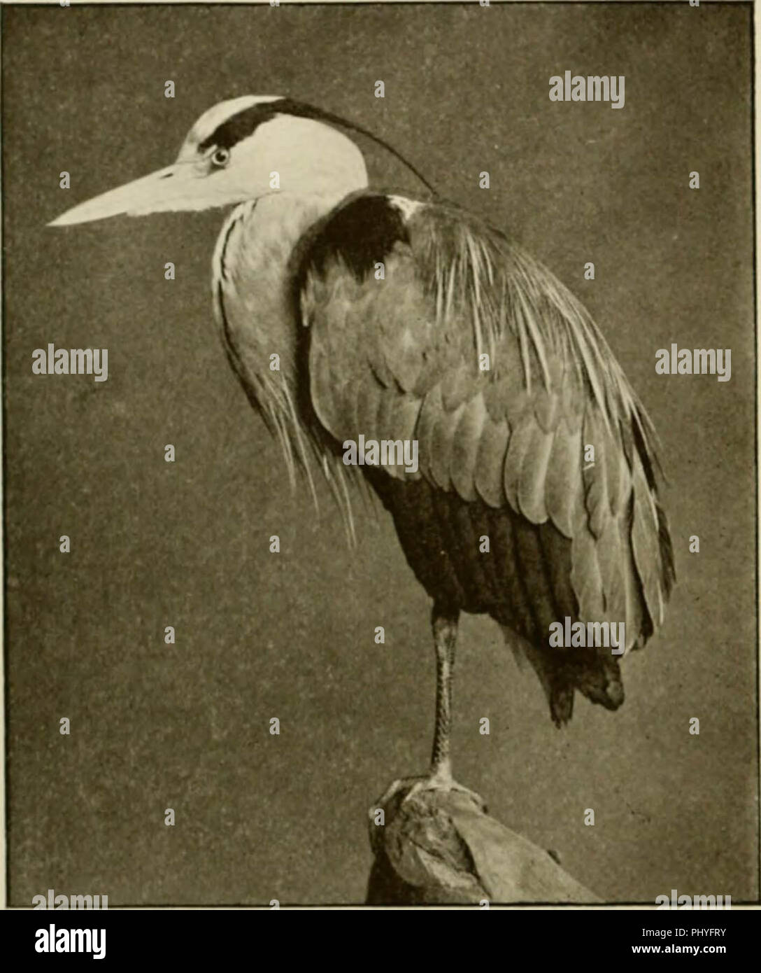 "The sportsman's British bird book" (1908 Stock Photo - Alamy