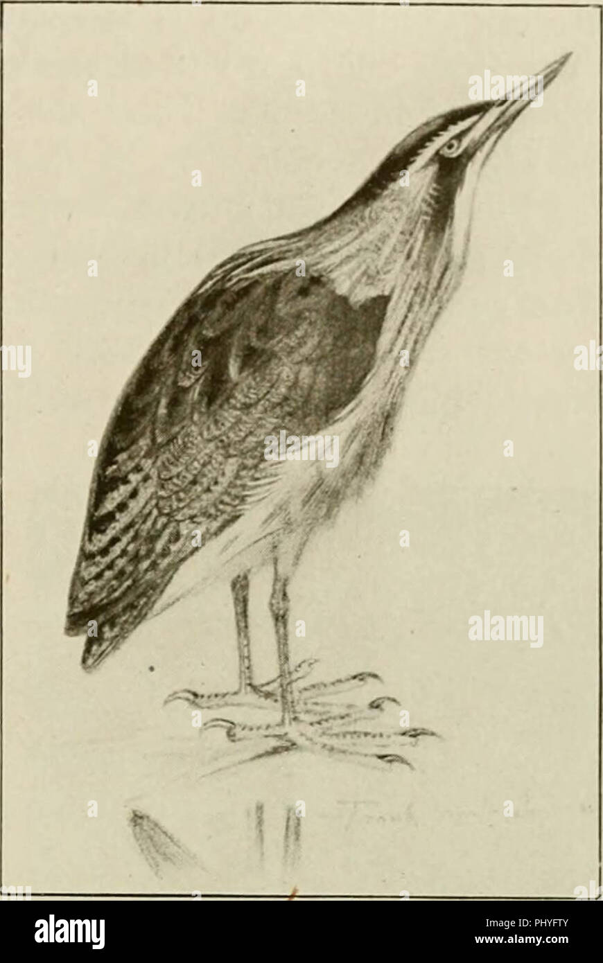 "The sportsman's British bird book" (1908 Stock Photo - Alamy