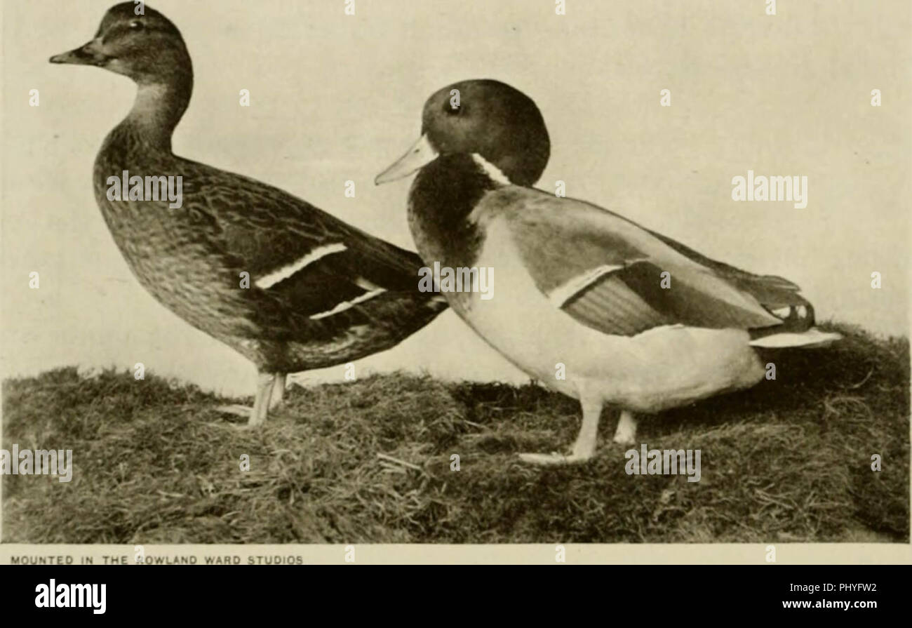 "The sportsman's British bird book" (1908 Stock Photo - Alamy