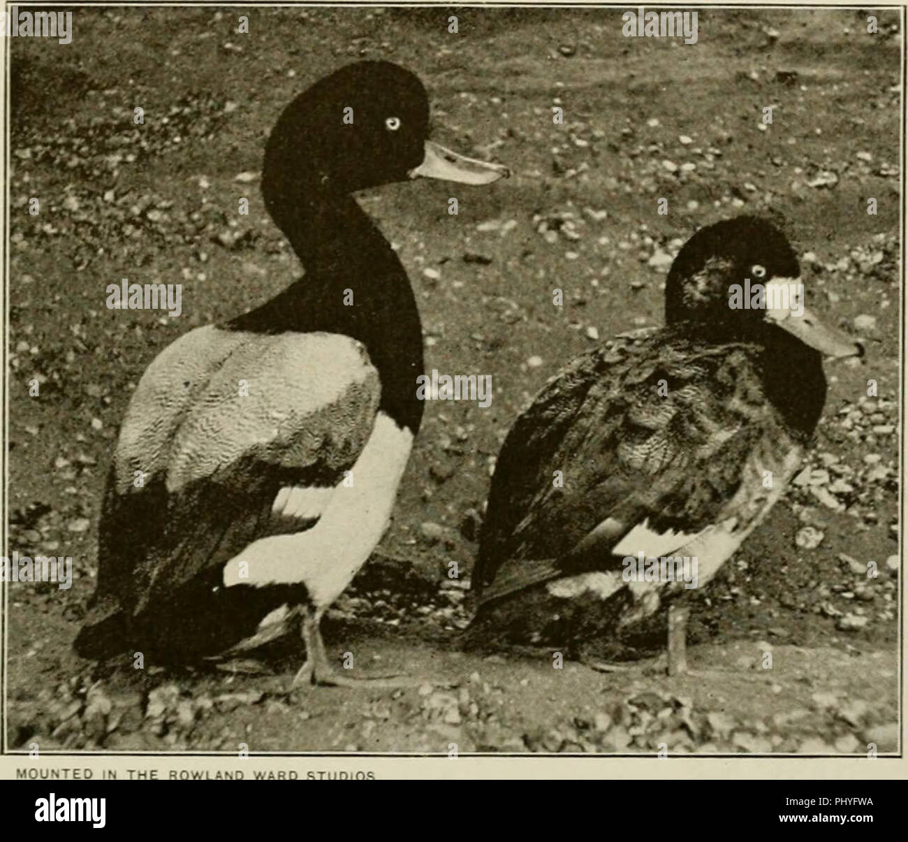 "The sportsman's British bird book" (1908 Stock Photo - Alamy