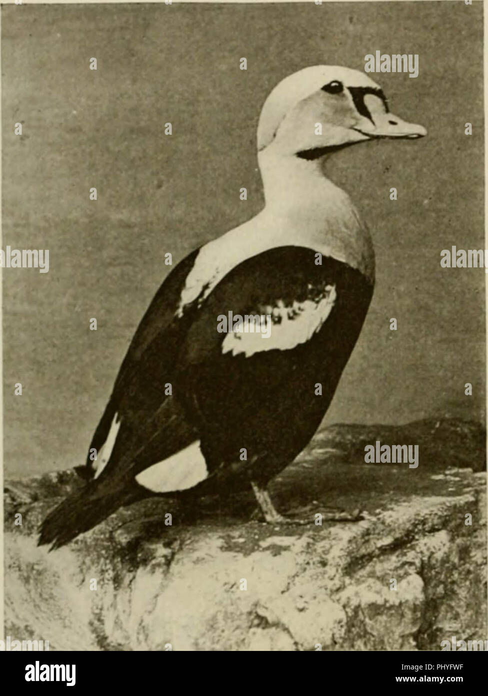 "The sportsman's British bird book" (1908 Stock Photo - Alamy