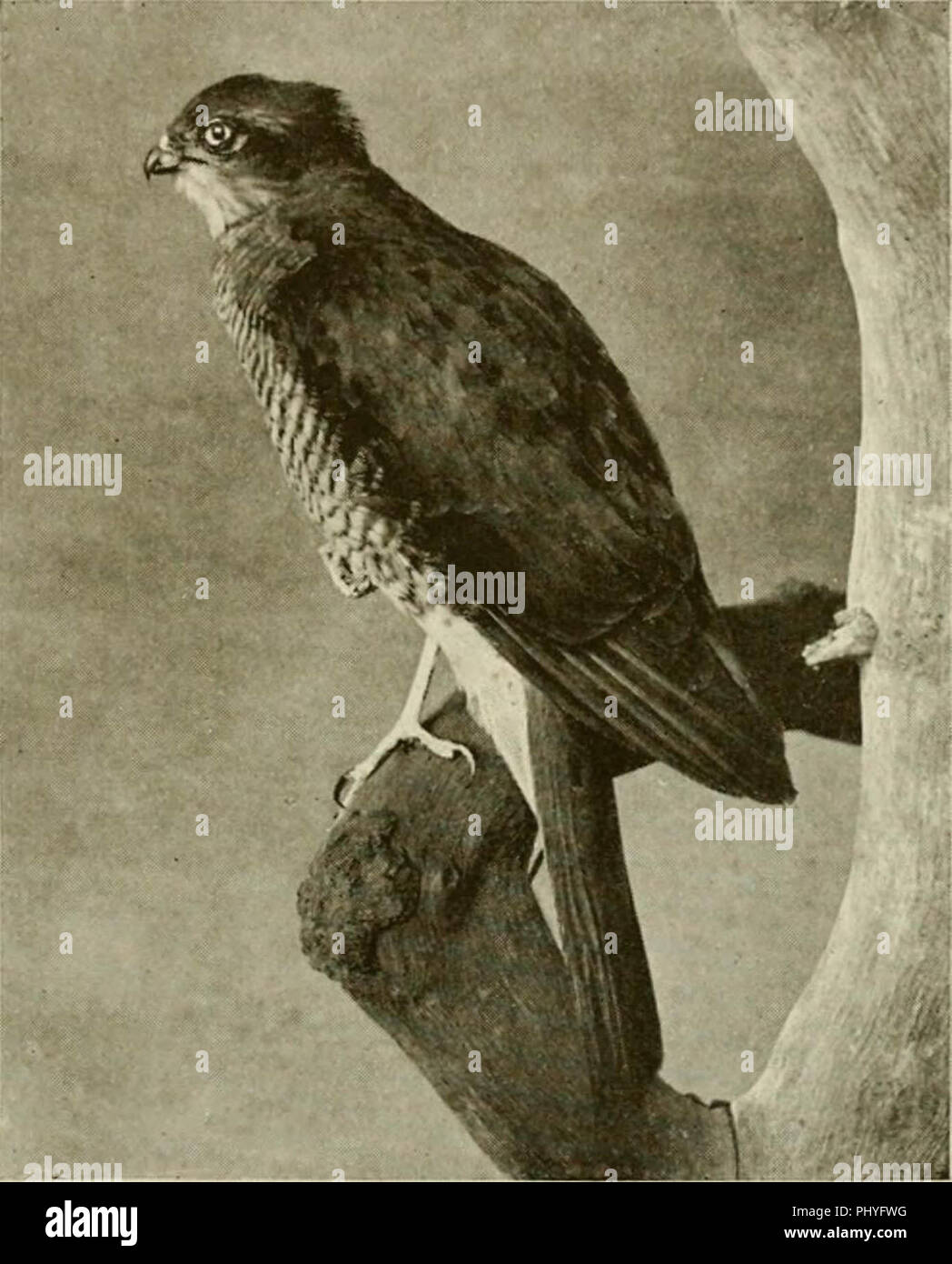 "The sportsman's British bird book" (1908 Stock Photo - Alamy