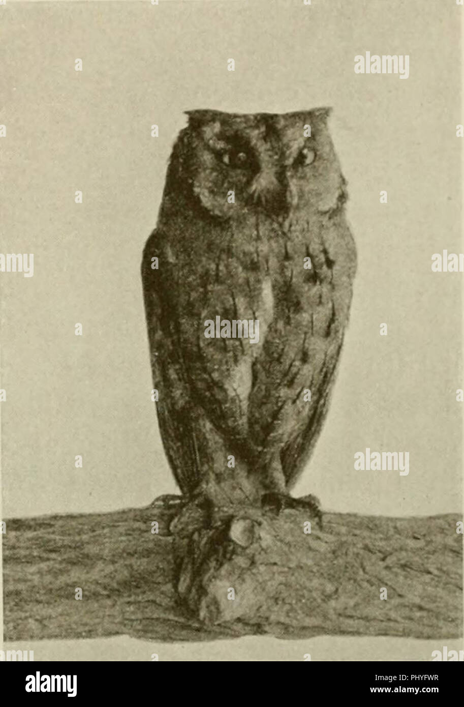 "The sportsman's British bird book" (1908 Stock Photo - Alamy
