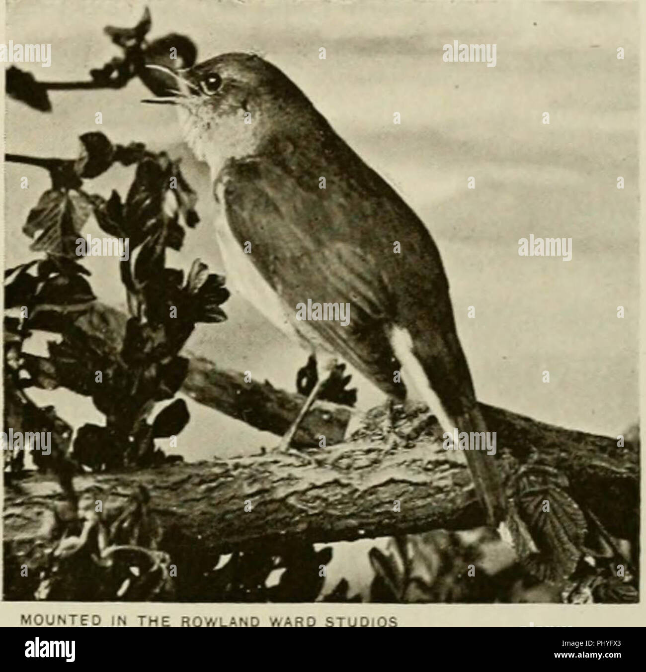 "The sportsman's British bird book" (1908 Stock Photo - Alamy