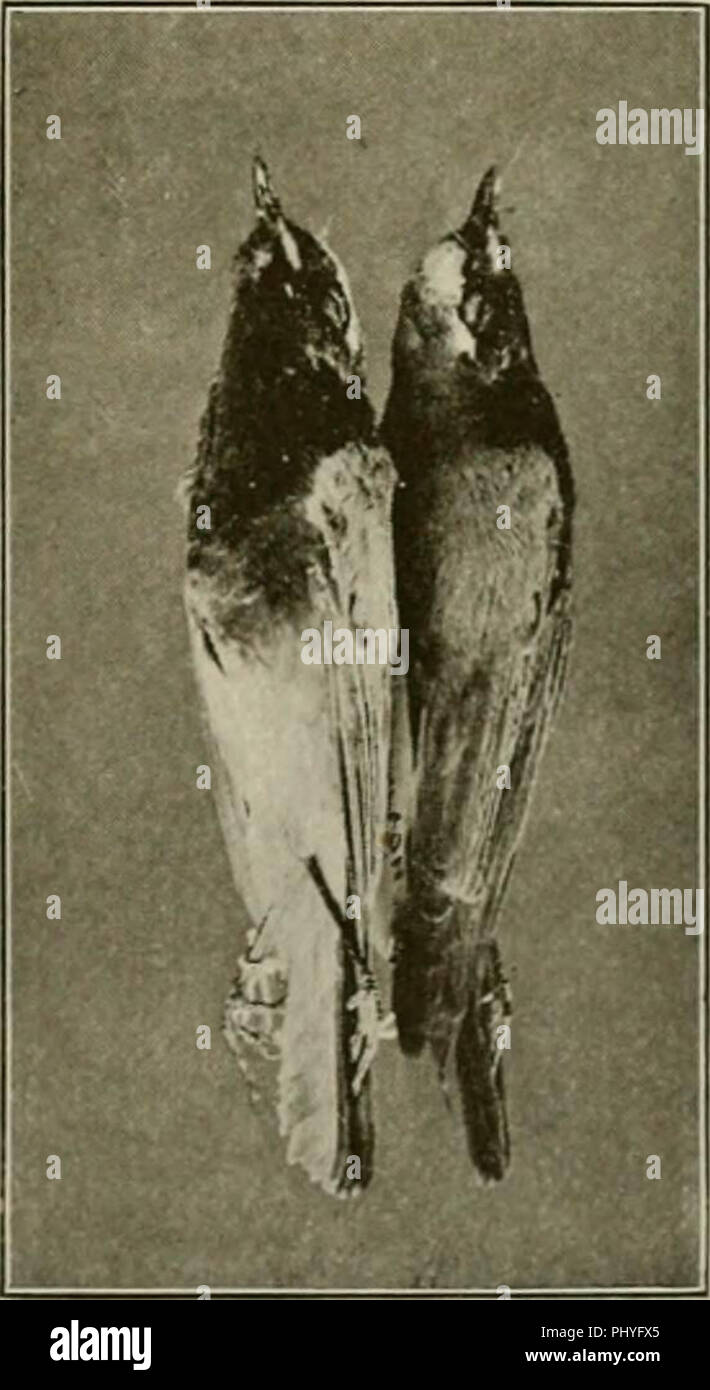 "The sportsman's British bird book" (1908 Stock Photo - Alamy