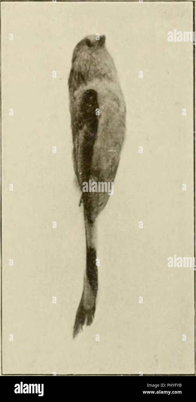 "The sportsman's British bird book" (1908 Stock Photo - Alamy