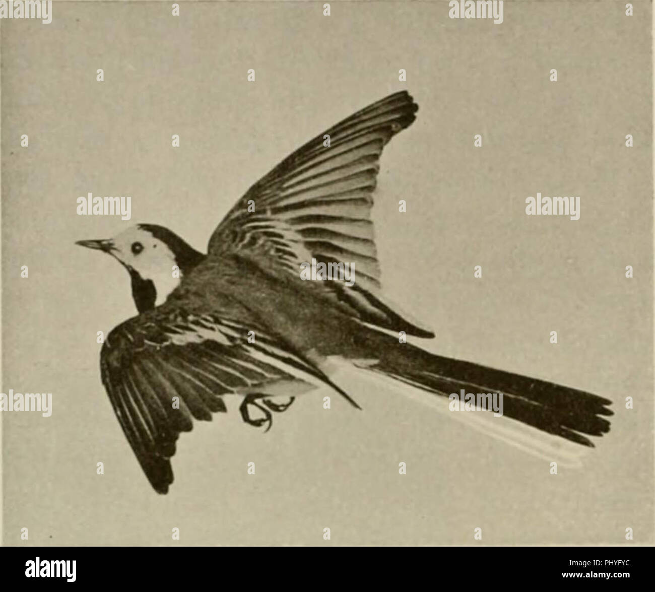 "The sportsman's British bird book" (1908 Stock Photo - Alamy