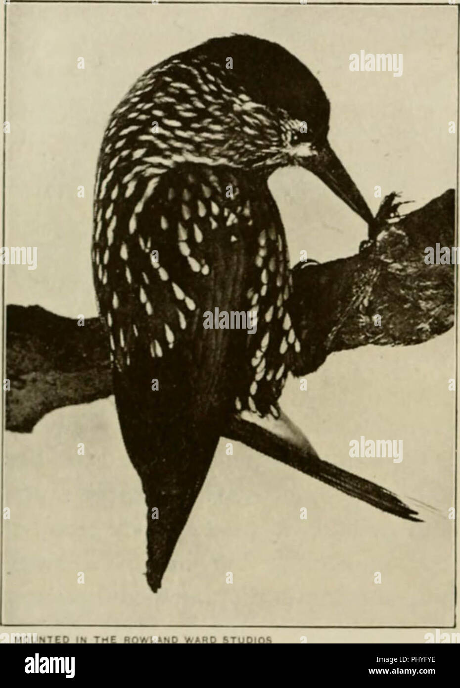 "The sportsman's British bird book" (1908 Stock Photo - Alamy
