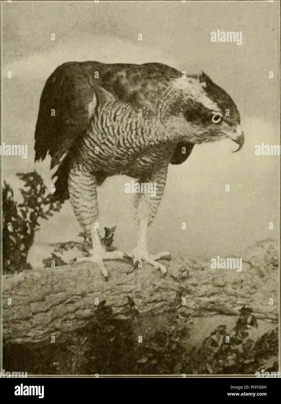 "The sportsman's British bird book" (1908 Stock Photo - Alamy