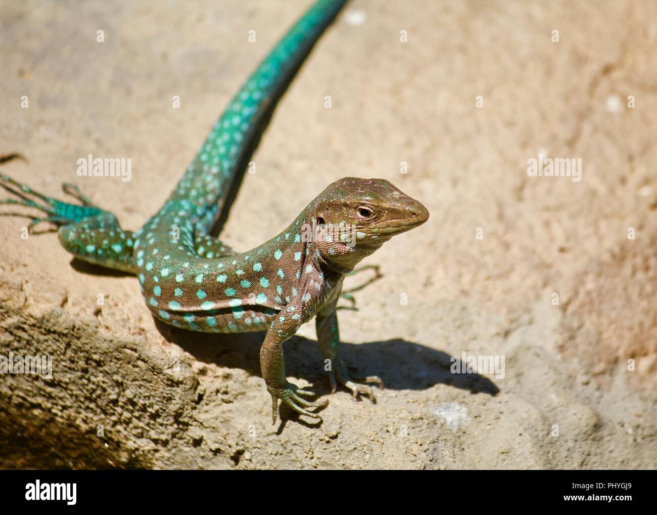 Aruban Whiptail Lizard