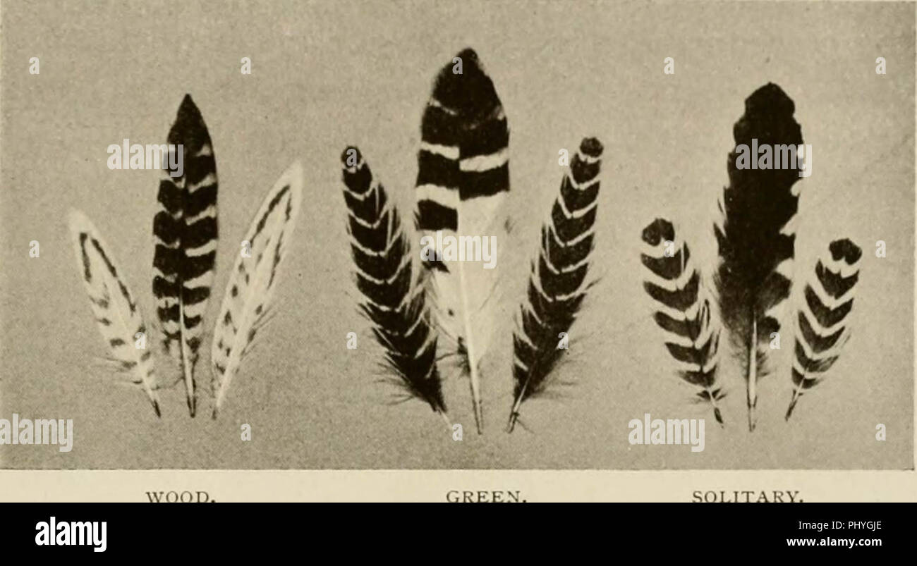 "The sportsman's British bird book" (1908 Stock Photo - Alamy
