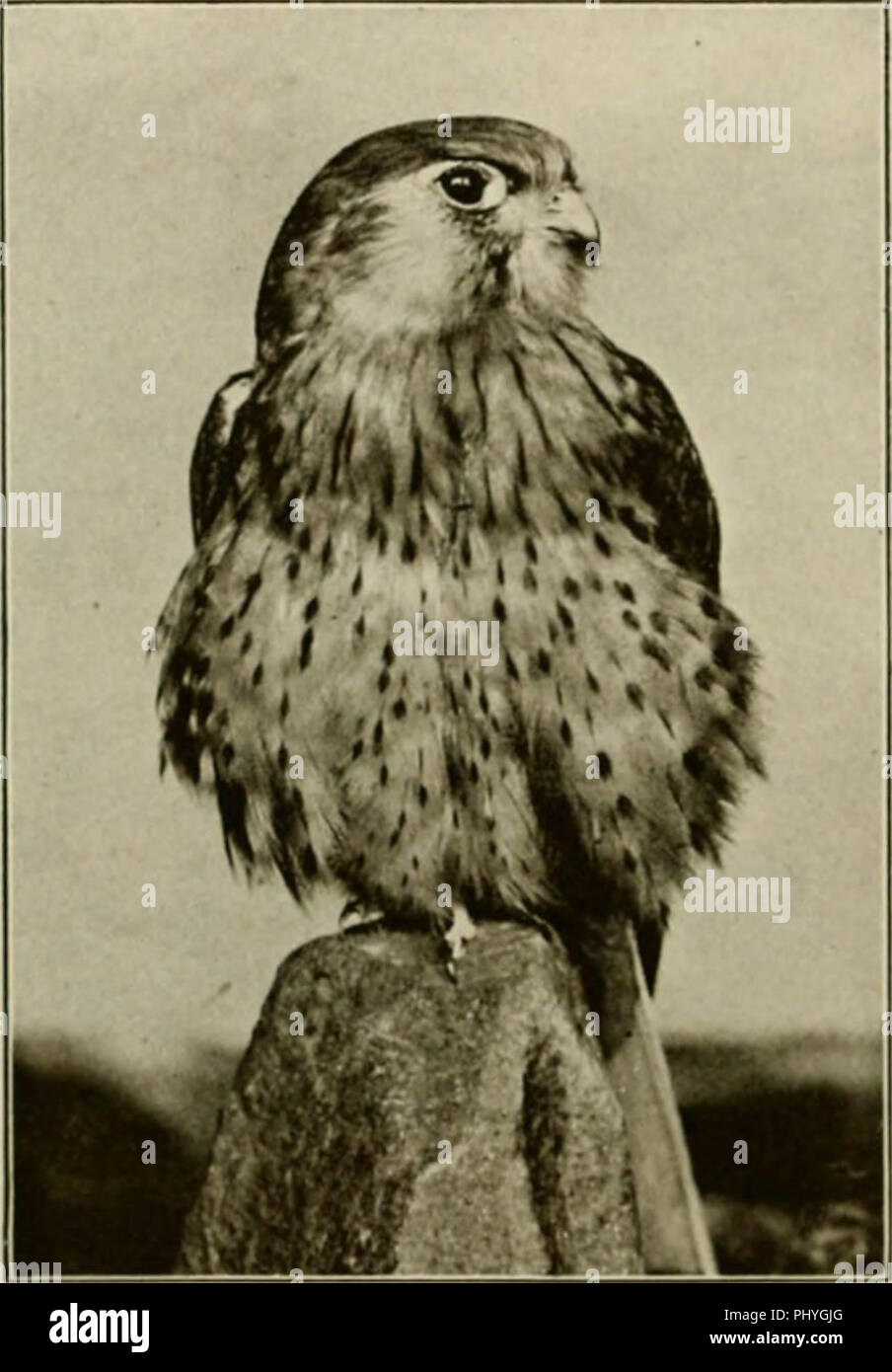 "The sportsman's British bird book" (1908 Stock Photo - Alamy