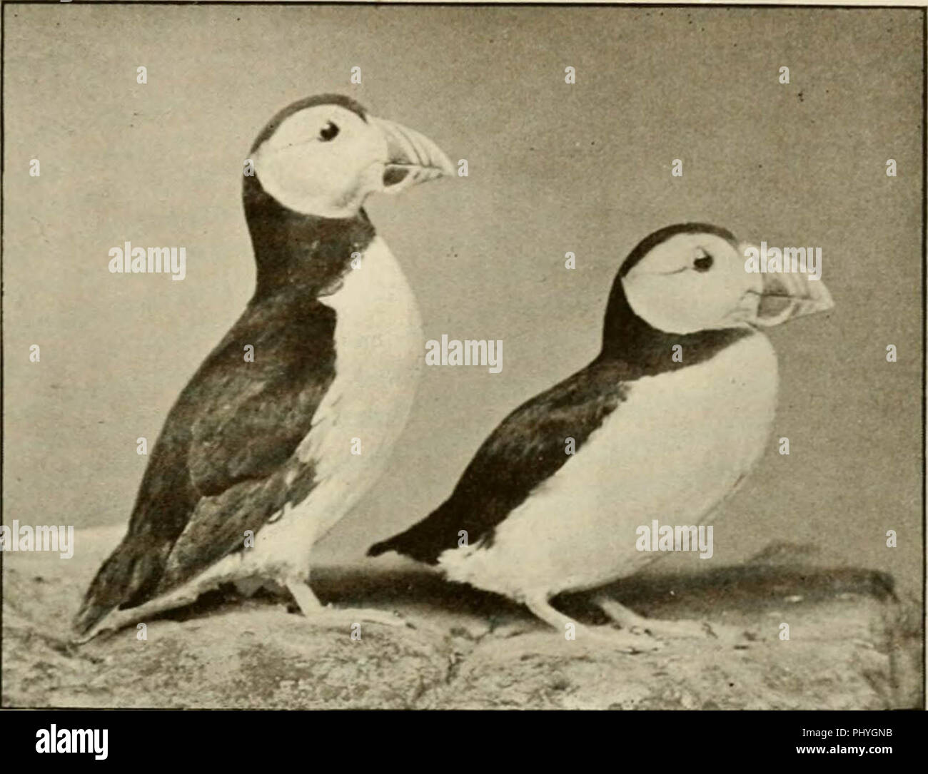 "The sportsman's British bird book" (1908 Stock Photo - Alamy