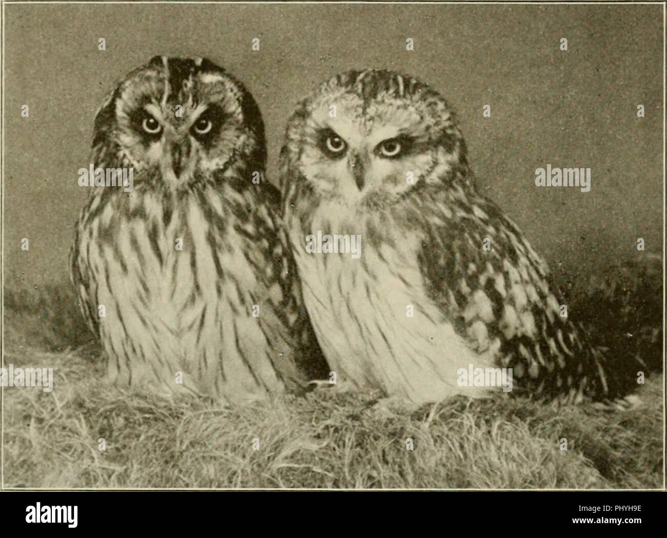 "The sportsman's British bird book" (1908 Stock Photo - Alamy