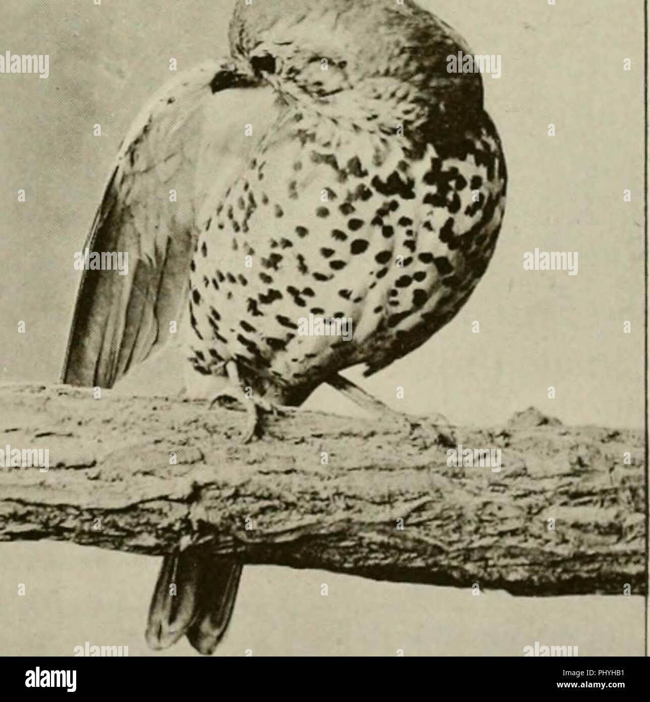 "The sportsman's British bird book" (1908 Stock Photo - Alamy