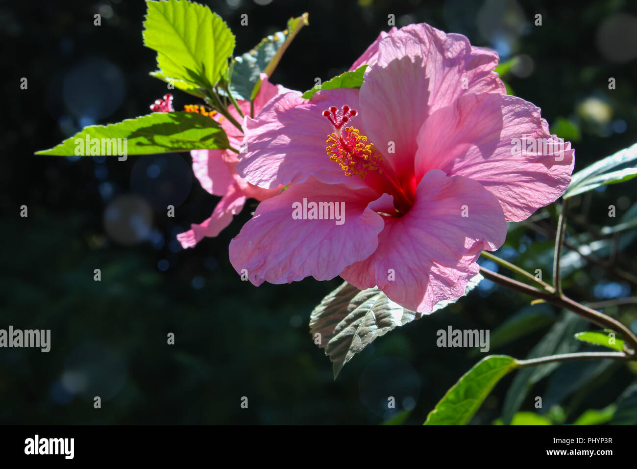 Beautiful pink hibiscus flower growing in the wild with light and ...